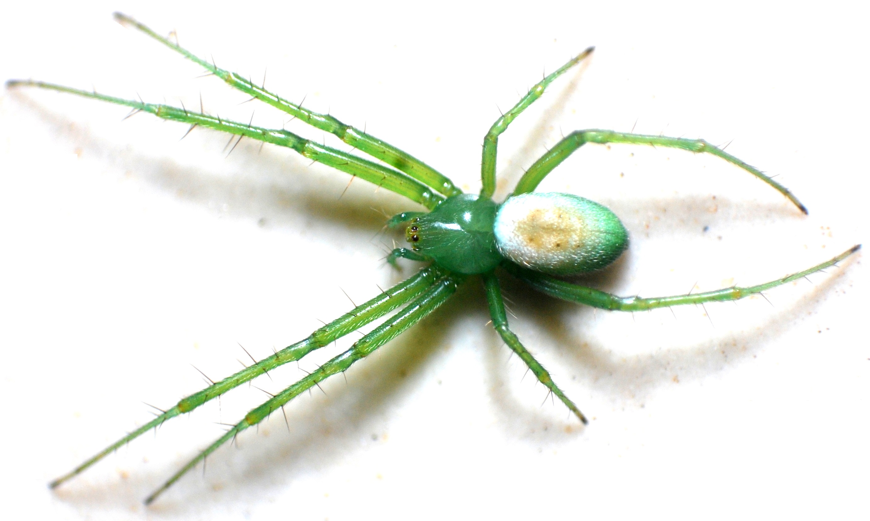 2 Araneus viridisomus Female Dorsal DSC_1797 – Araneae of India